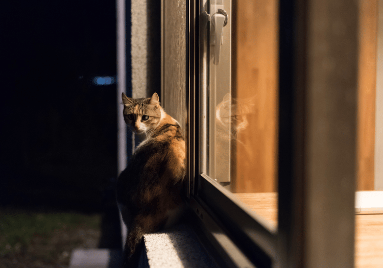 Managing Your Cat's Night-Time Activity | AMCP
